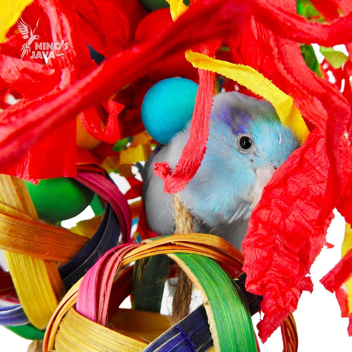 JELLYFISH – Nino's Java